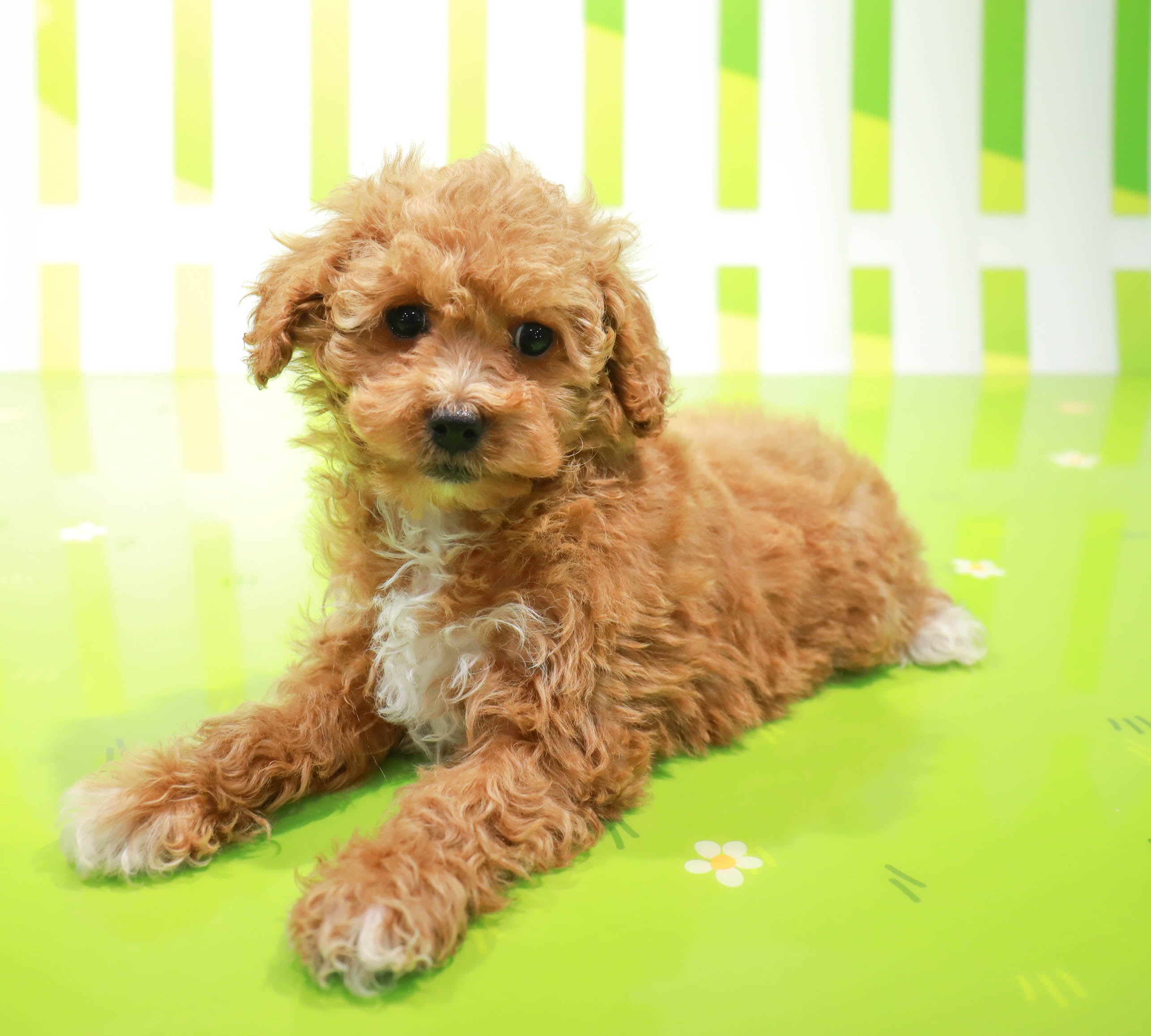 Toy poodle – WorldFamousPuppies